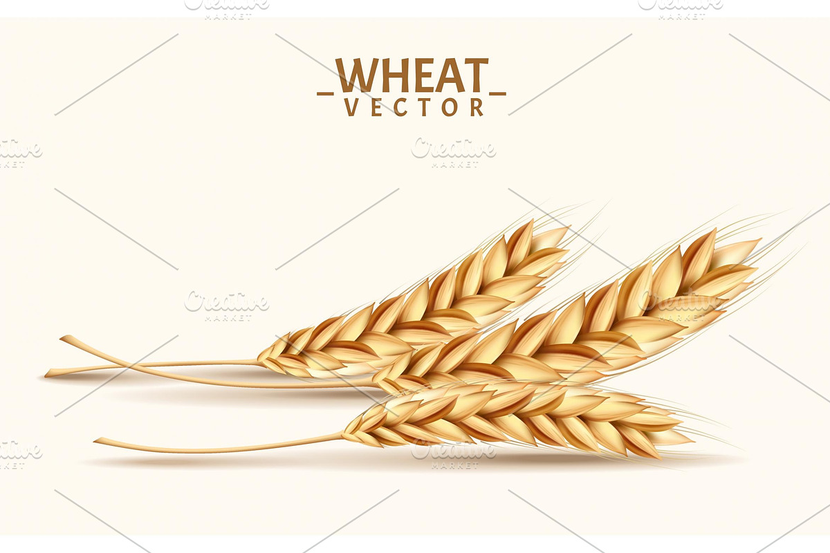 wheat realistic illustration, a Food Illustration by TotallypicRF