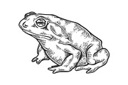 Hallucinogenic toad engraving vector illustration, an Animal ...