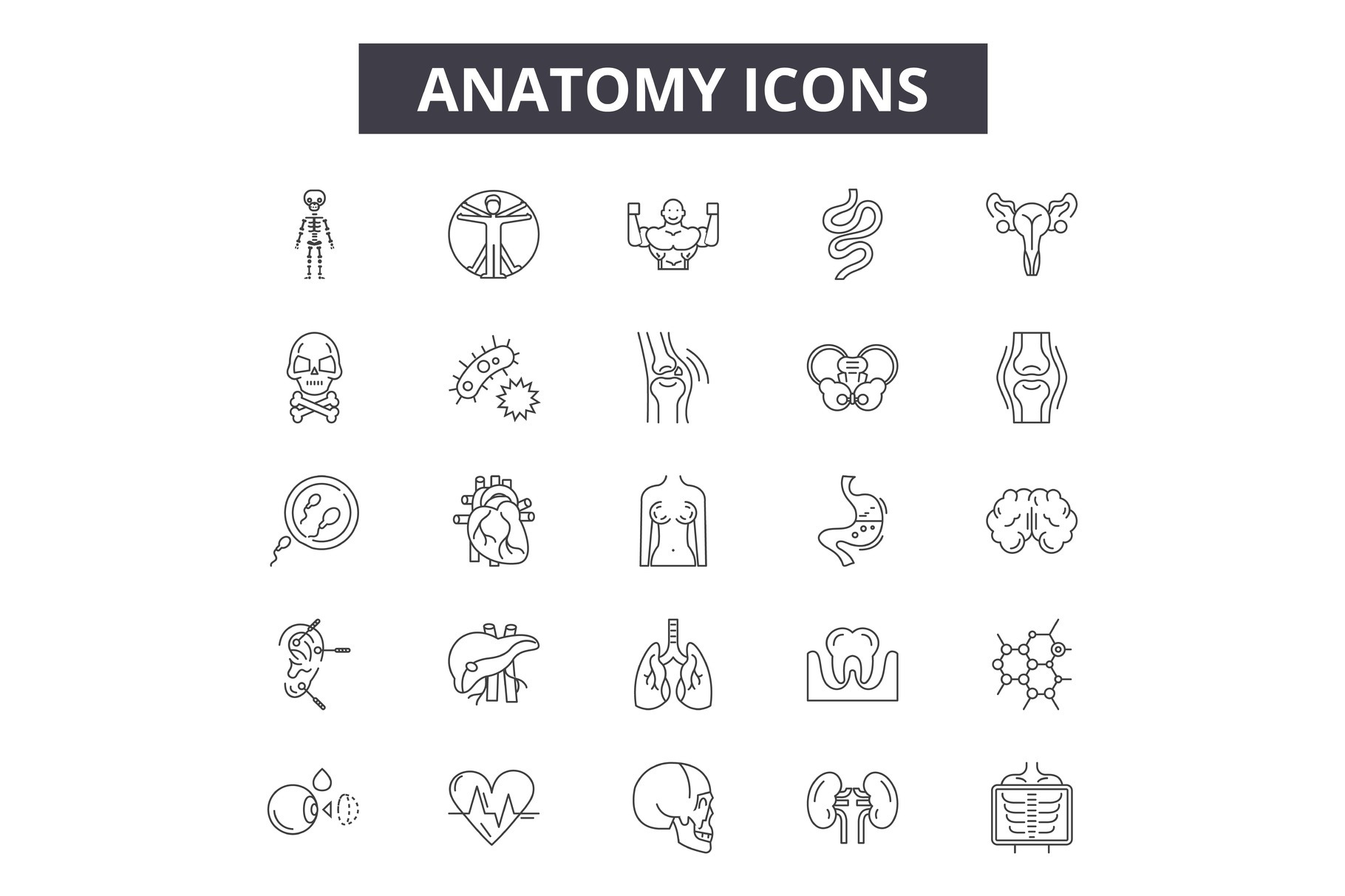 Anatomy line icons, signs set | Graphic Objects ~ Creative Market