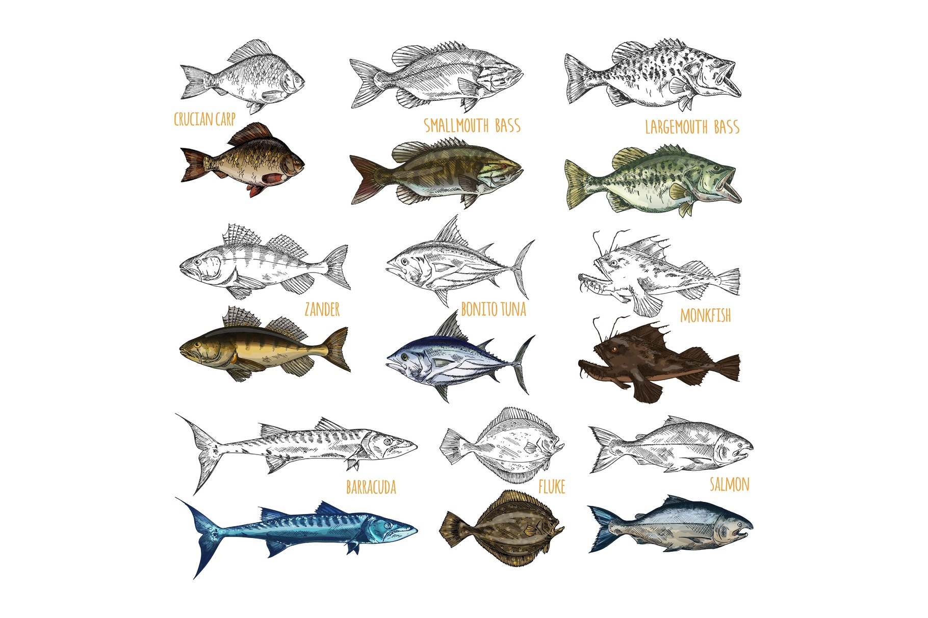 Side view on isolated fish catch sketches, an Animal Illustration by ...