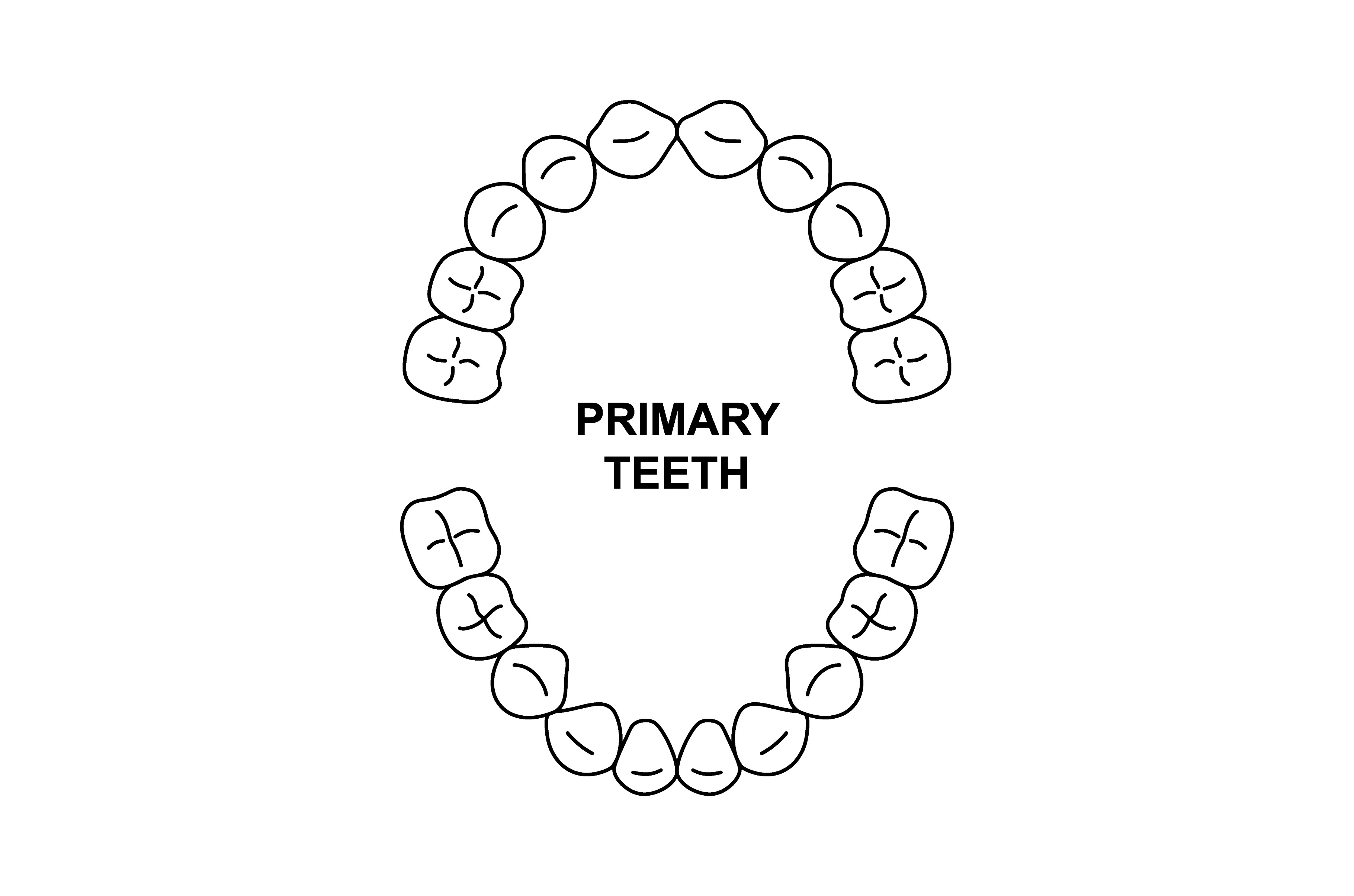 Primary teeth dentition anatomy, an Education Illustration by GraphiShop