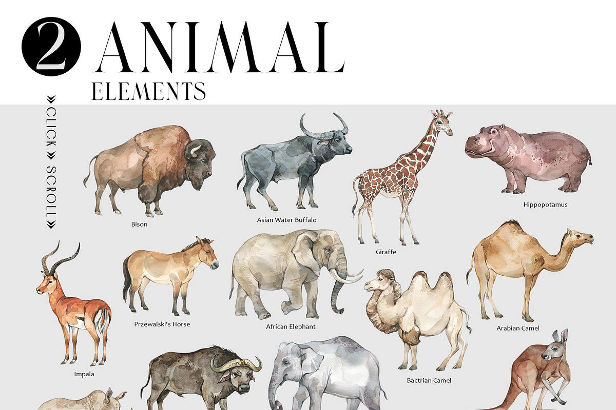 ANIMALS World Encyclopedia, an Animal Illustration by Anastezia Luneva