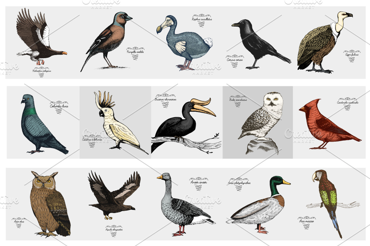 25 handdrawn vector realistic birds, an Illustration by Arthur Balitskiy