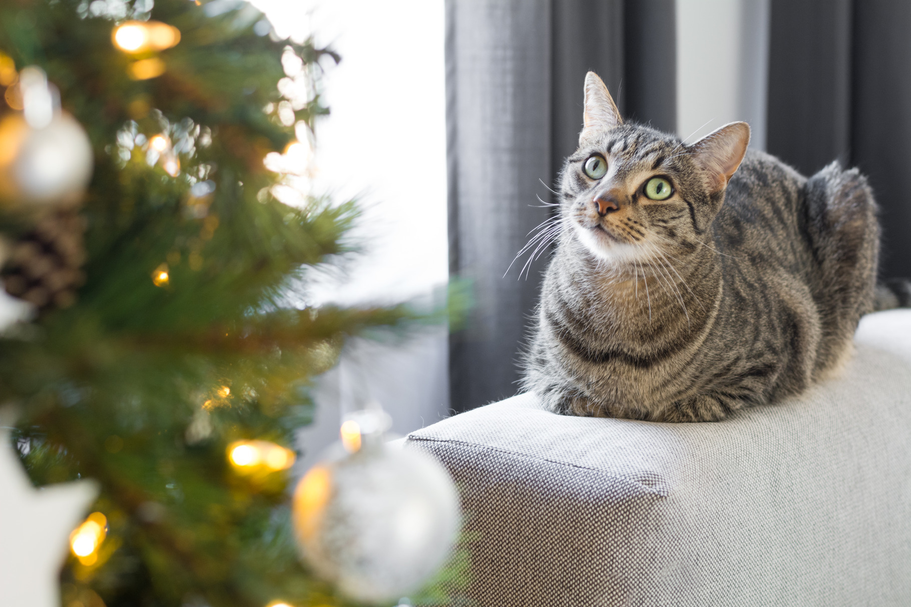 Beautiful tabby cat christmas featuring cat, feline, and domestic ...