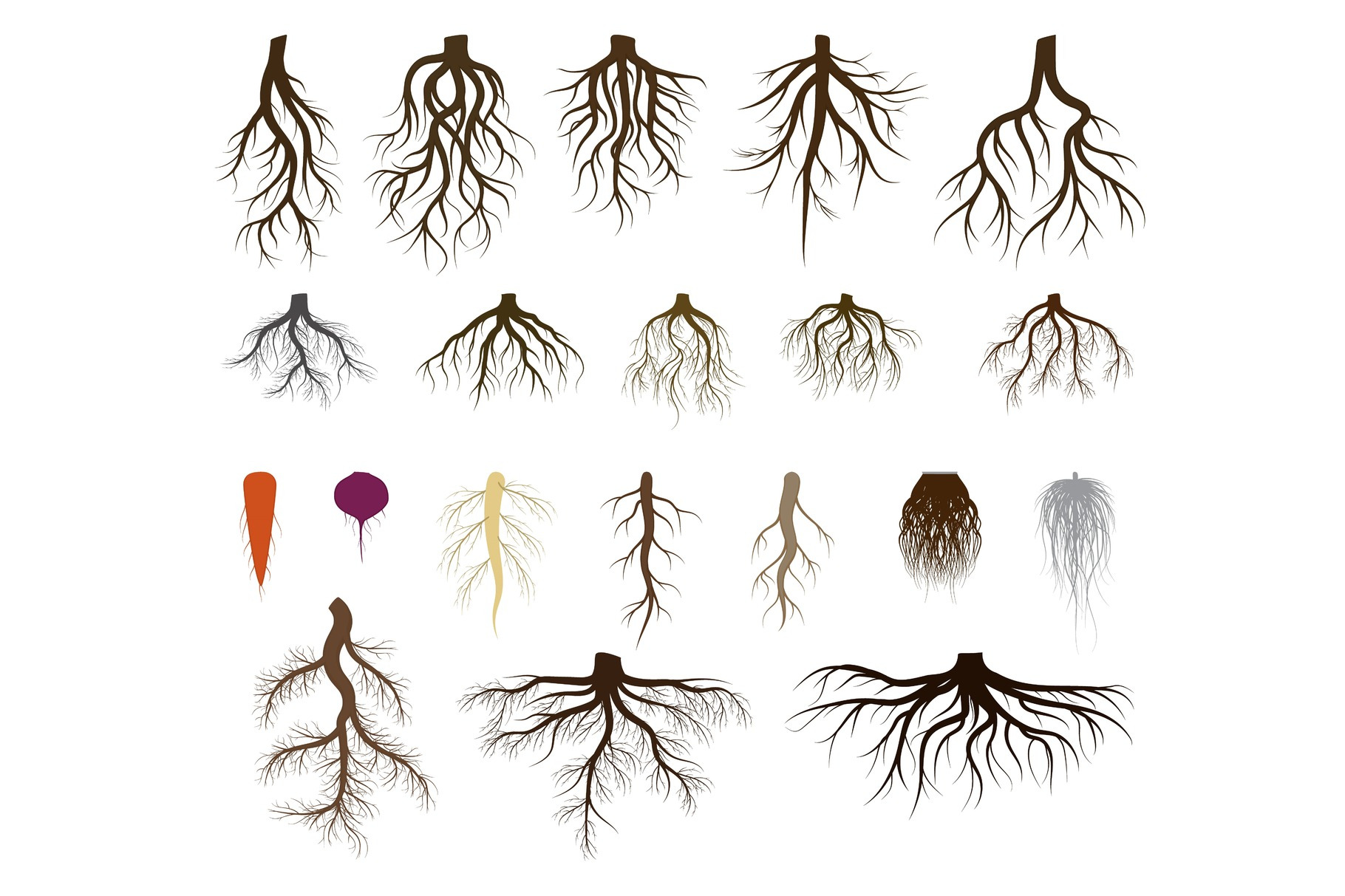 Root system set vector illustrations, an Illustration by KitVector
