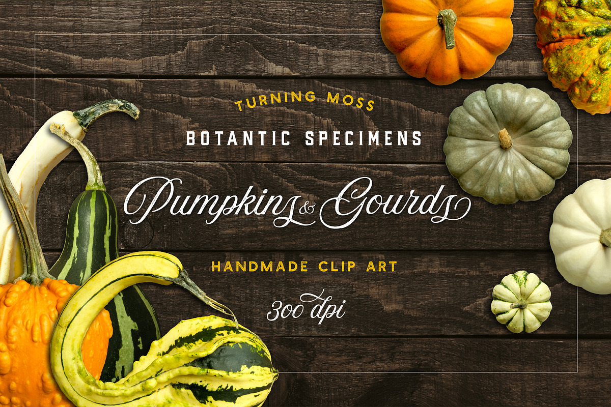 Pumpkins & Gourds - 33 Realistic, an Object Graphic by Turning Moss ...
