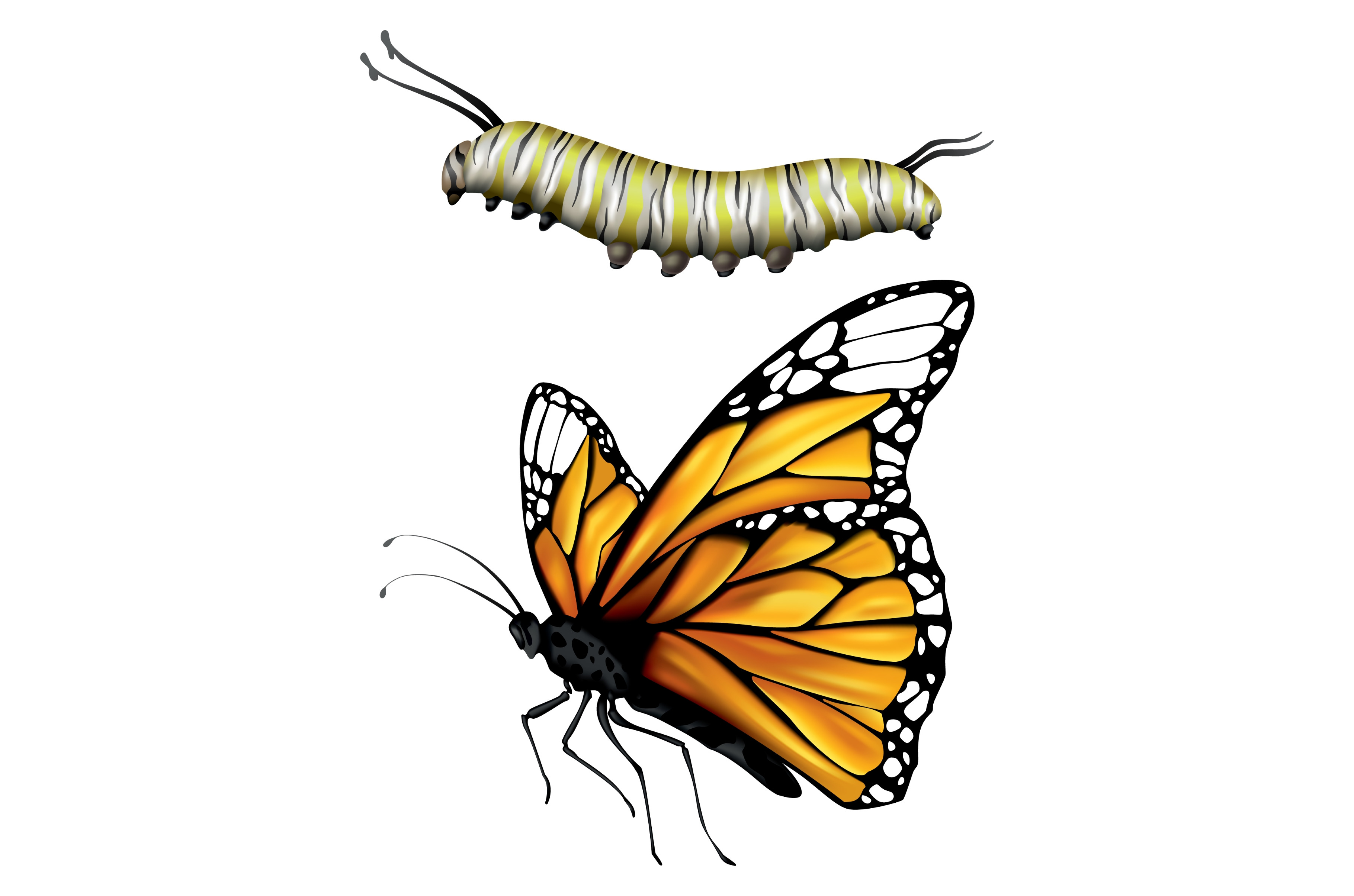 Monarch butterfly and caterpillar, an Animal Illustration by the8monkey