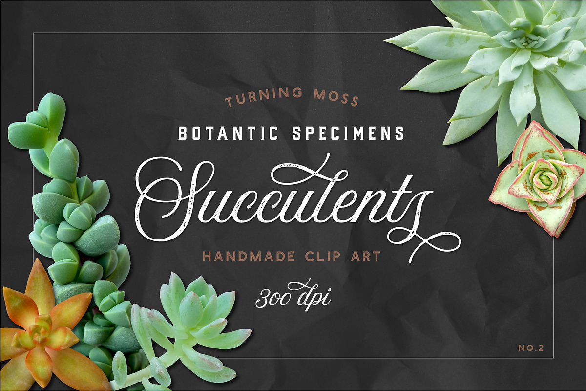 Succulents - Real Botanic Specimens, an Object Graphic by Turning Moss ...