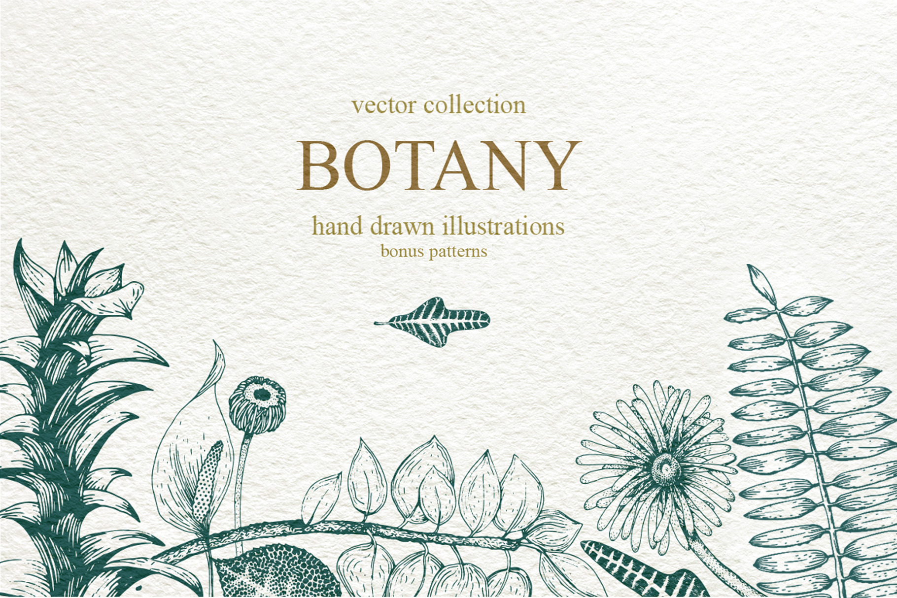 Botany Vector Collection, a Decorative Illustration by Lubov ...