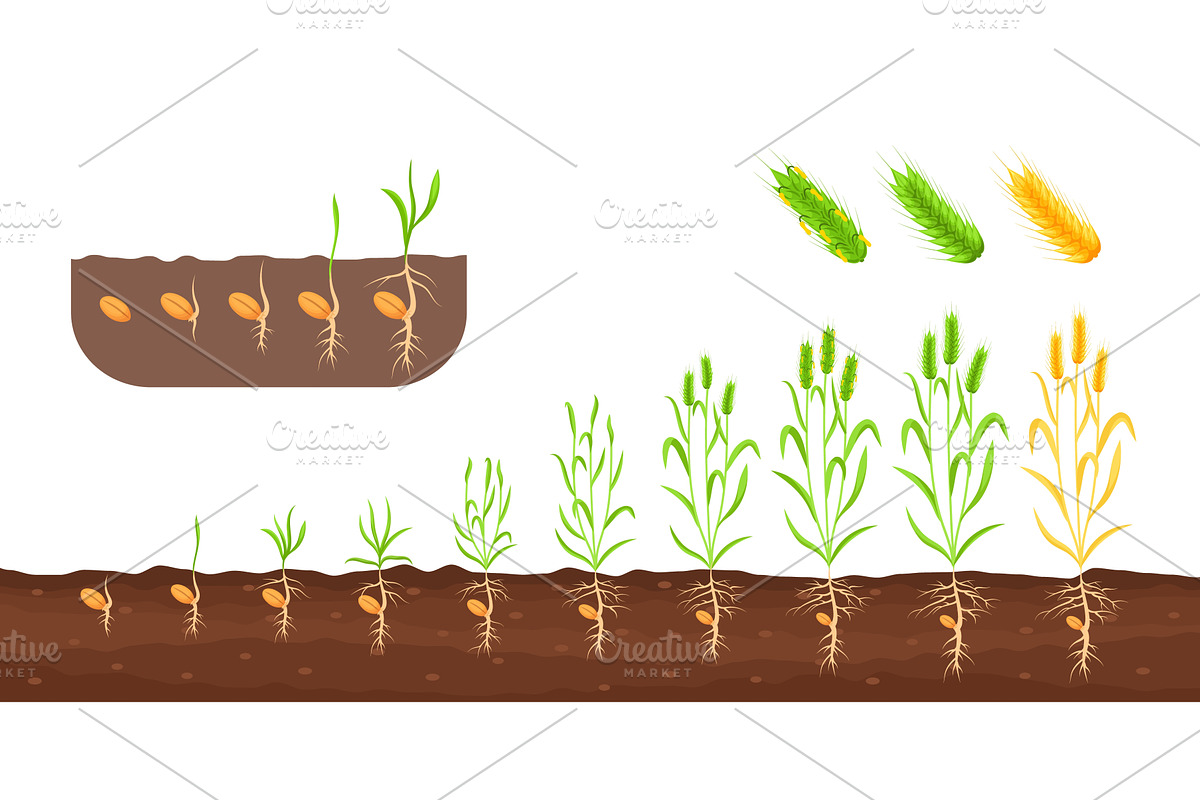 Wheat growth stages. Germination, a Graphic by Stock-Smart-Start