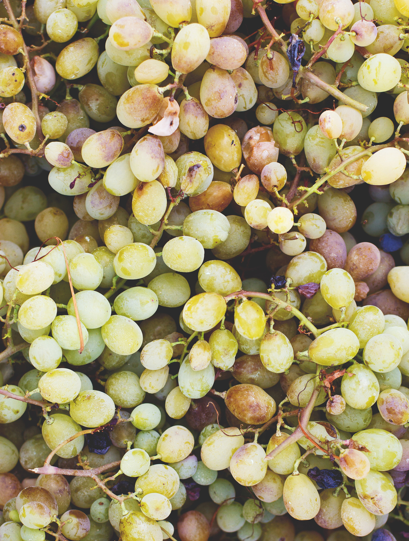 White grapes pattern., a Food & Drink Photo by Maria Dattola Photography