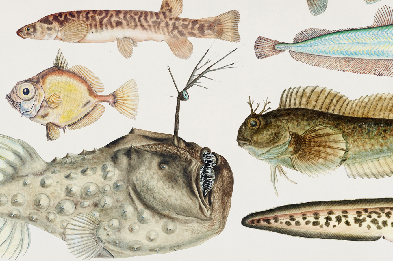 Colorful southern pacific fishes featuring fish, set, and pacific, an ...