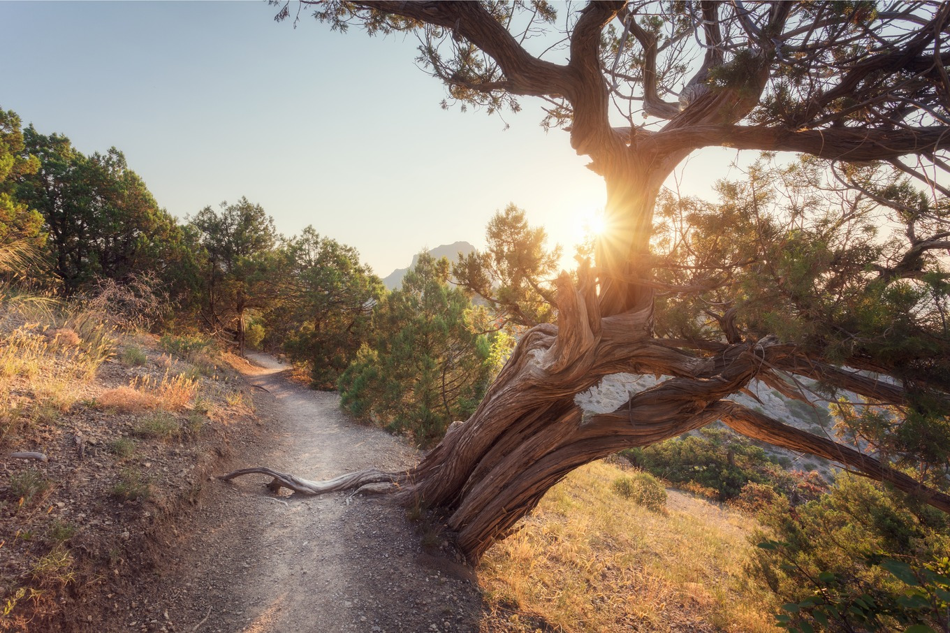Beautiful view with old tree growing on the mountain, a Nature Photo by ...