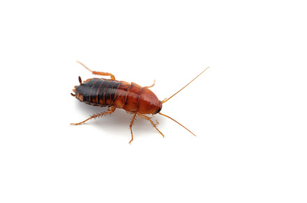 Giant cockroach containing animal, antenna, and arthropod, an Animal ...