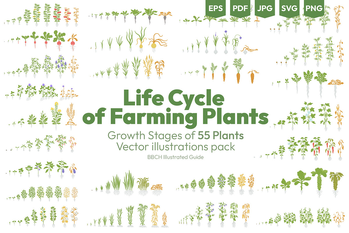 Life Cycle of Farming Plants, an Illustration by Vector illustrations