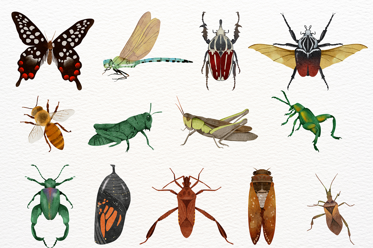 Watercolor Insects Clipart Set, an Education Illustration by ArtbyHien