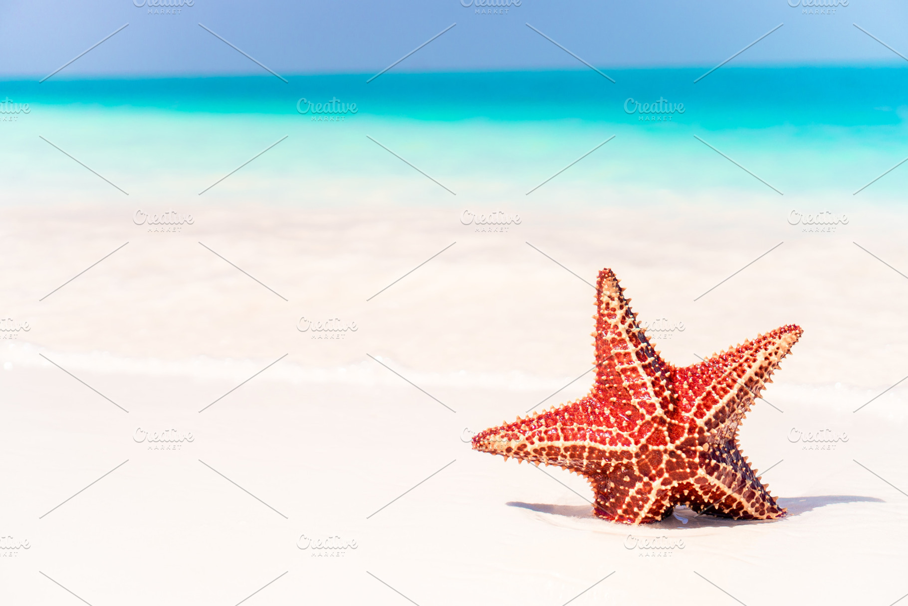 Tropical white sand with red starfis, a Background Photo by travnikovstudio