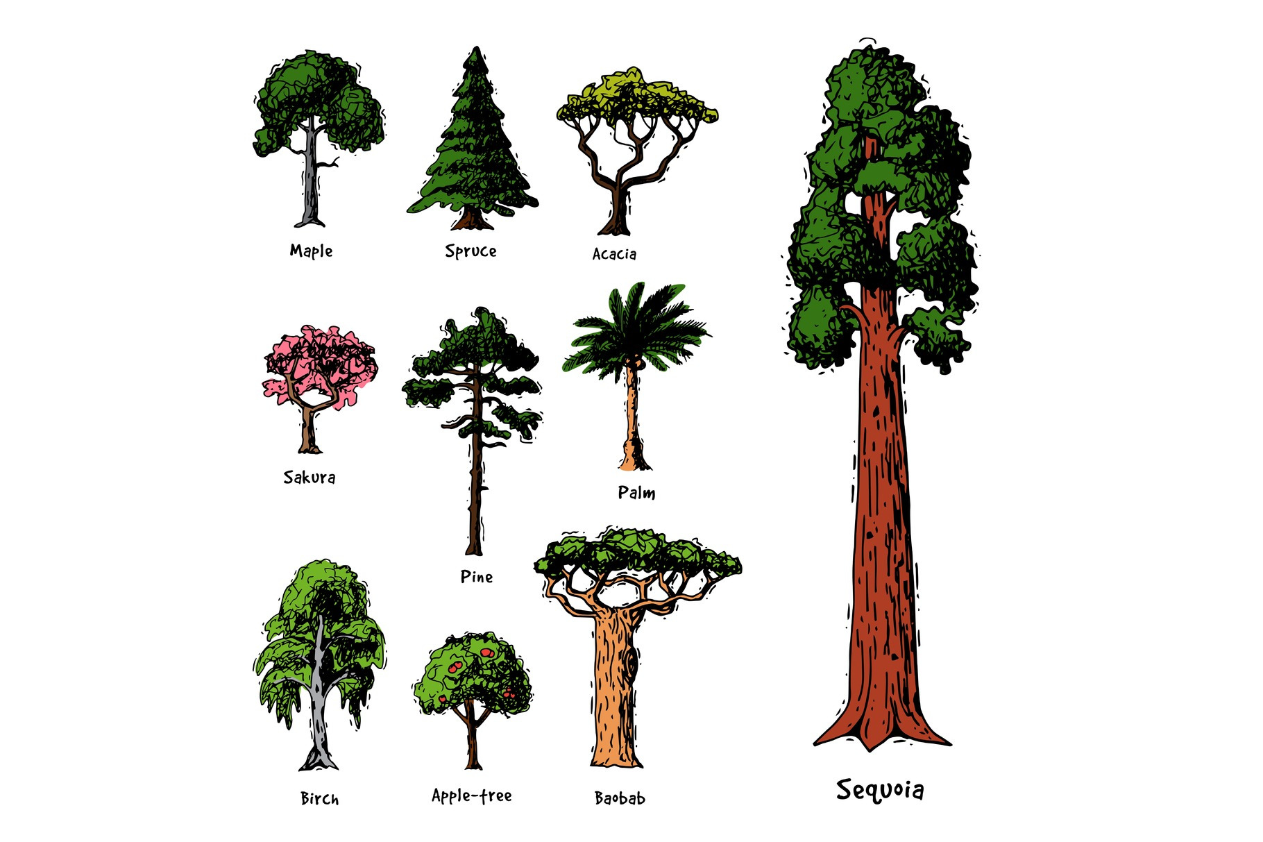 Tree types vector green forest pine treetops collection of birch, cedar ...