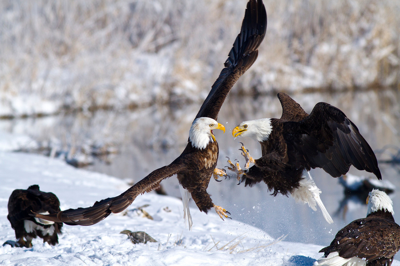 Ready To Rumble, an Animal Photo by Bryantswildlifeimage
