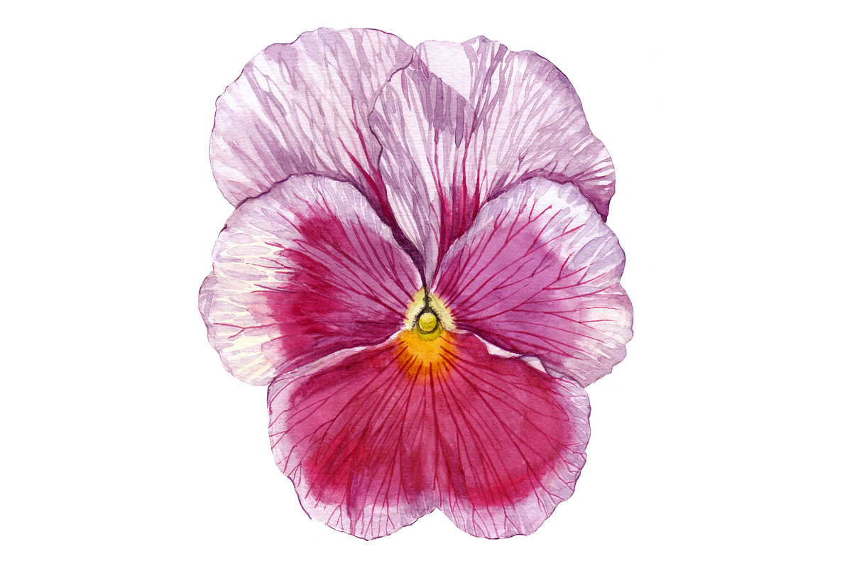 The summer set pansies, an Illustration by Watercolor life