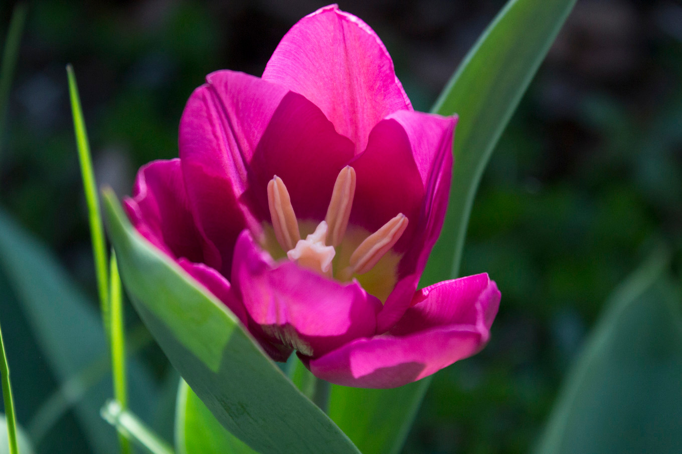 Spring Flower Close Up, a Nature Photo by Fresh Design Elements
