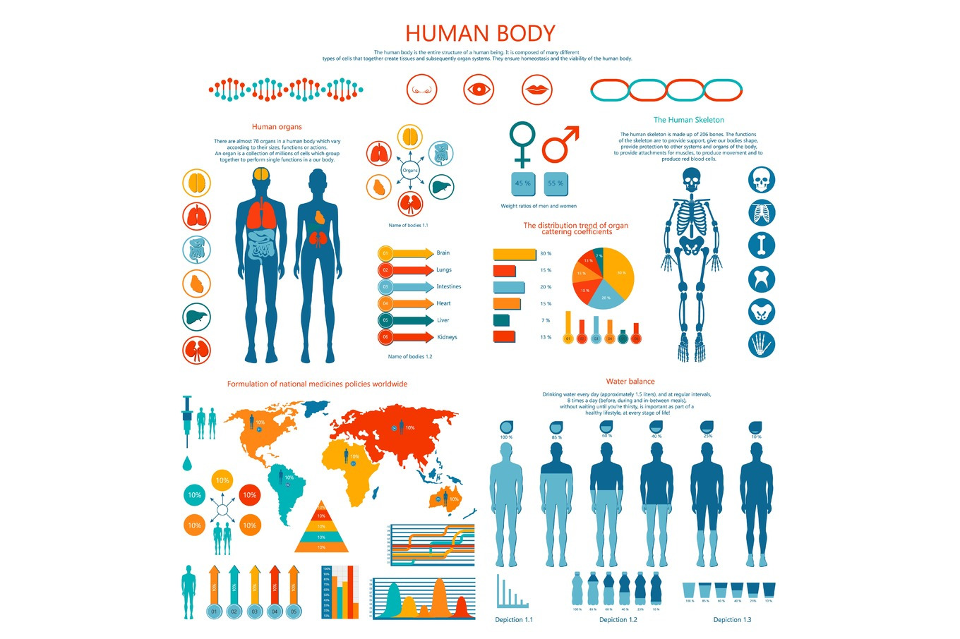 Concept of Human Body Colored Infographic Cartoon, a Background Graphic ...
