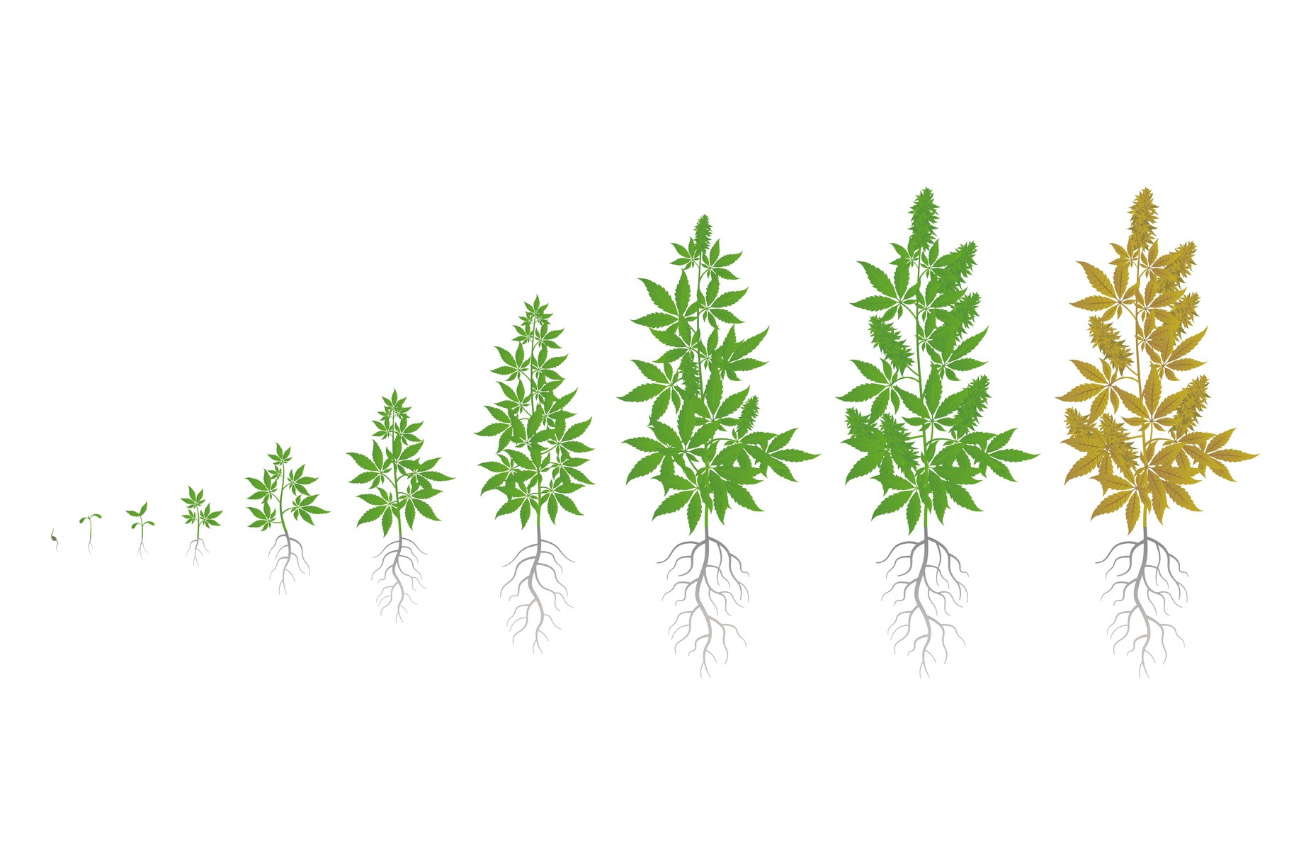 The Growth Cycle of hemp plant, a Healthcare Illustration by Vector ...