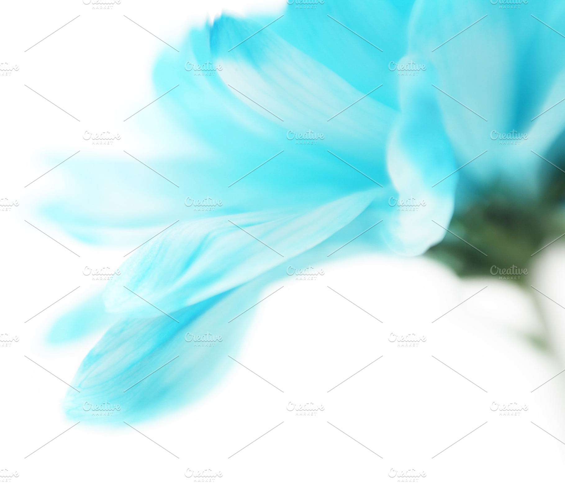 Soft focus flower background featuring bouquet, petal, and flower, a ...