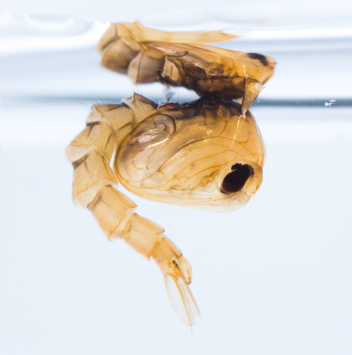 Mosquito pupae underwater, an Animal Photo by Smith Chetanachan ...