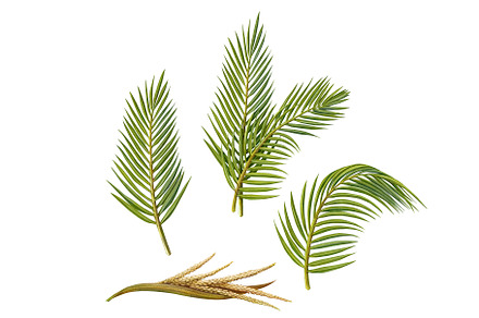 Plants of New Zealand Vector Set, an Illustration by Anna Repp Illustration