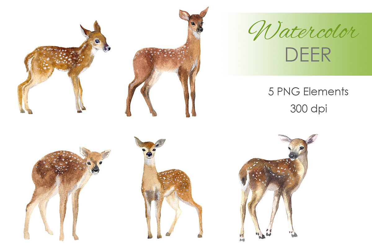 Watercolor deer Clipart Woodland art, an Animal Illustration by ...