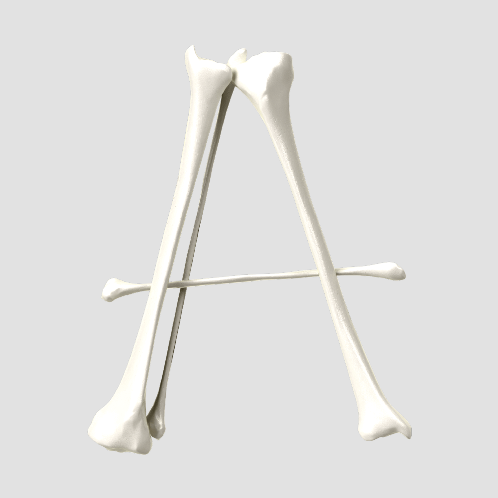 Bones alphabet, an Object Graphic by Studio Ochi