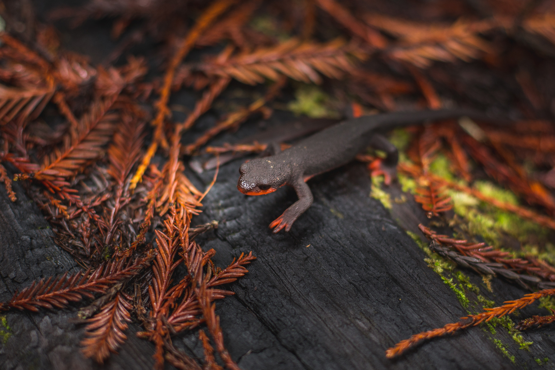Red-Bellied Newt, an Animal Photo by James Nagel Prints