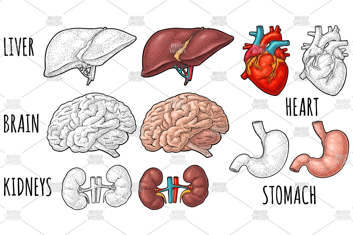 Human anatomy organs Engraving, a Healthcare Illustration by MoreVector ...