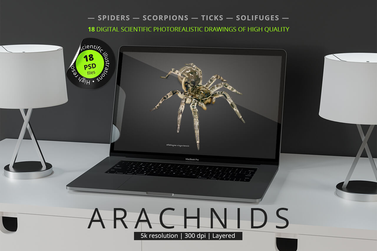 Arachnids. Spiders, scorpions, ticks, solifuges | Creative Market