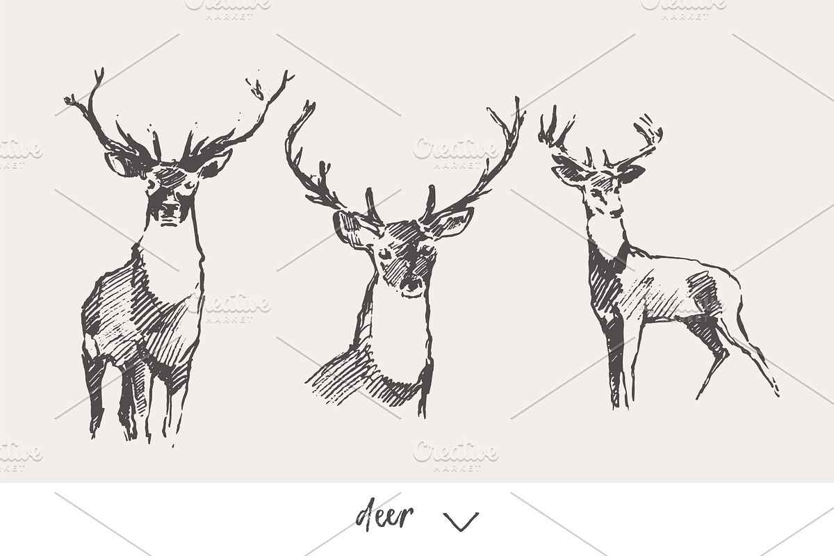 Huge collection of animals drawings, an Animal Illustration by ...