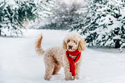 Cute and funny little dog with red s containing dog, winter, and snow ...