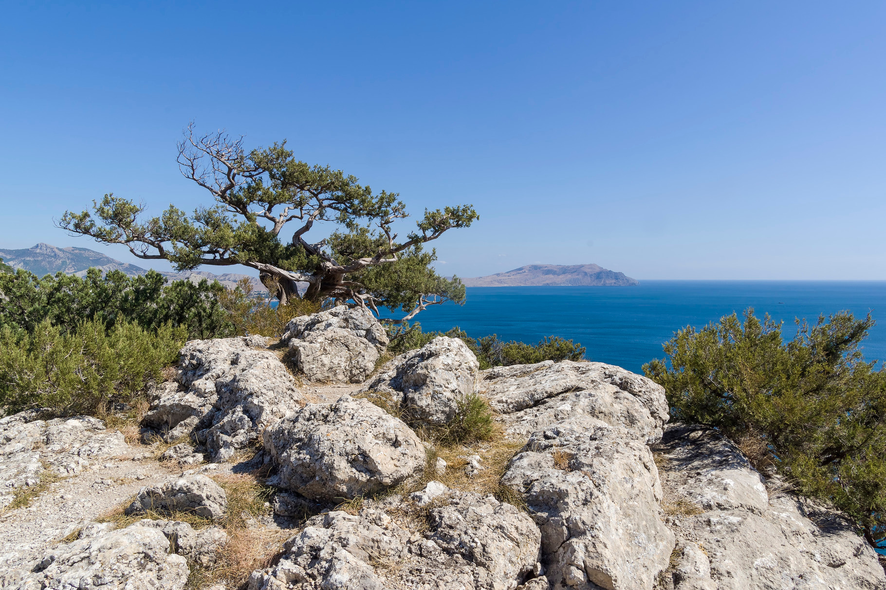 Relic juniper tree on coastal cliffs | Nature Stock Photos ~ Creative ...