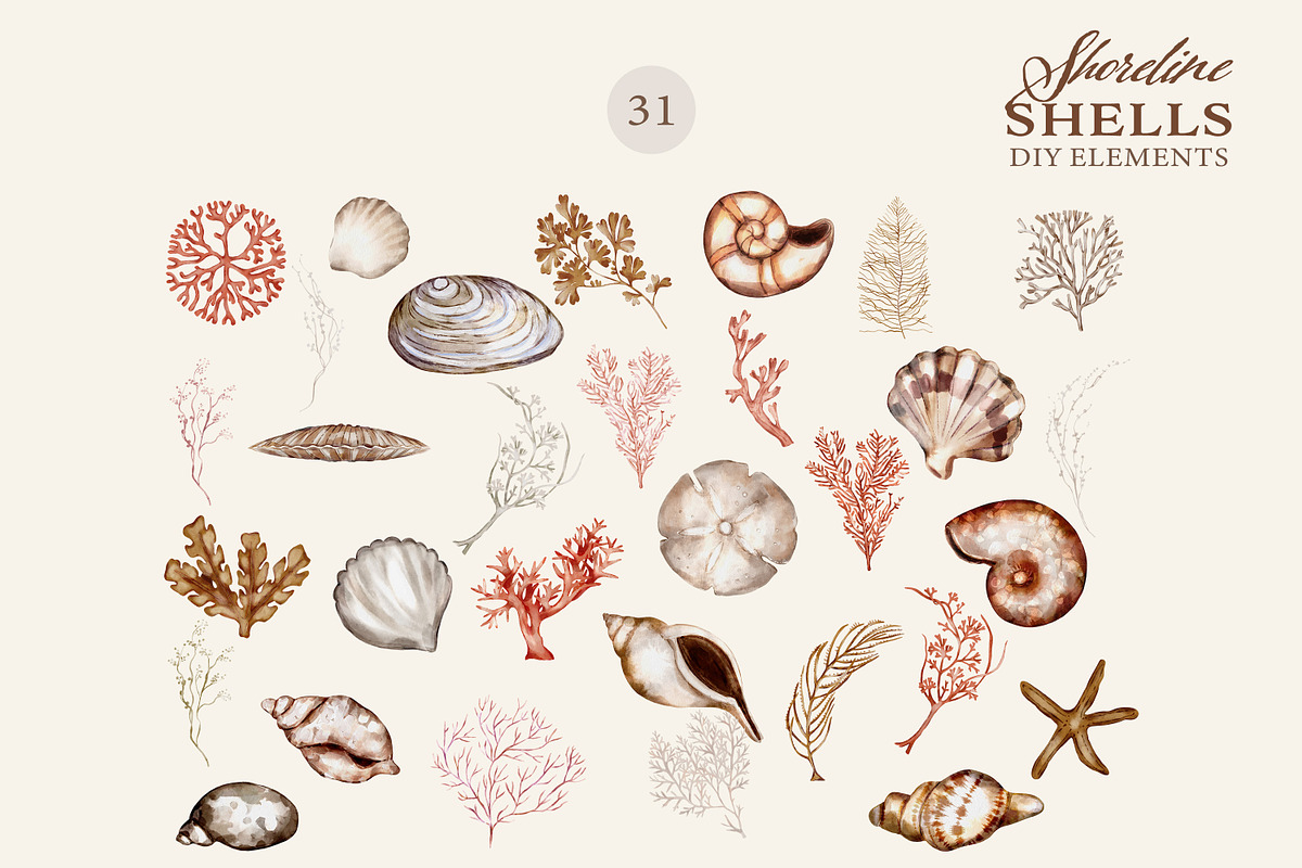 Watercolor Seashell Clipart Set, a Decorative Illustration by Pink ...