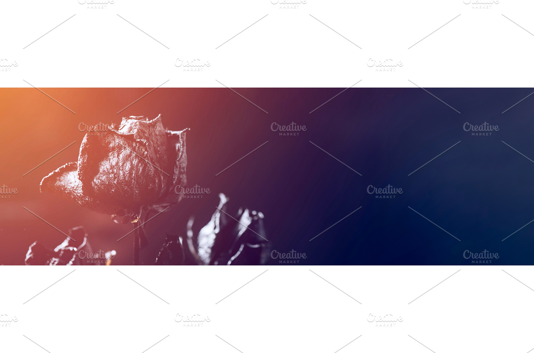 Dried black roses, a Nature Photo by MAnuta