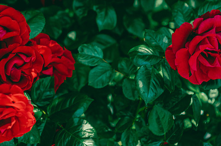 Red roses in beautiful flower garden as floral background, a Nature ...