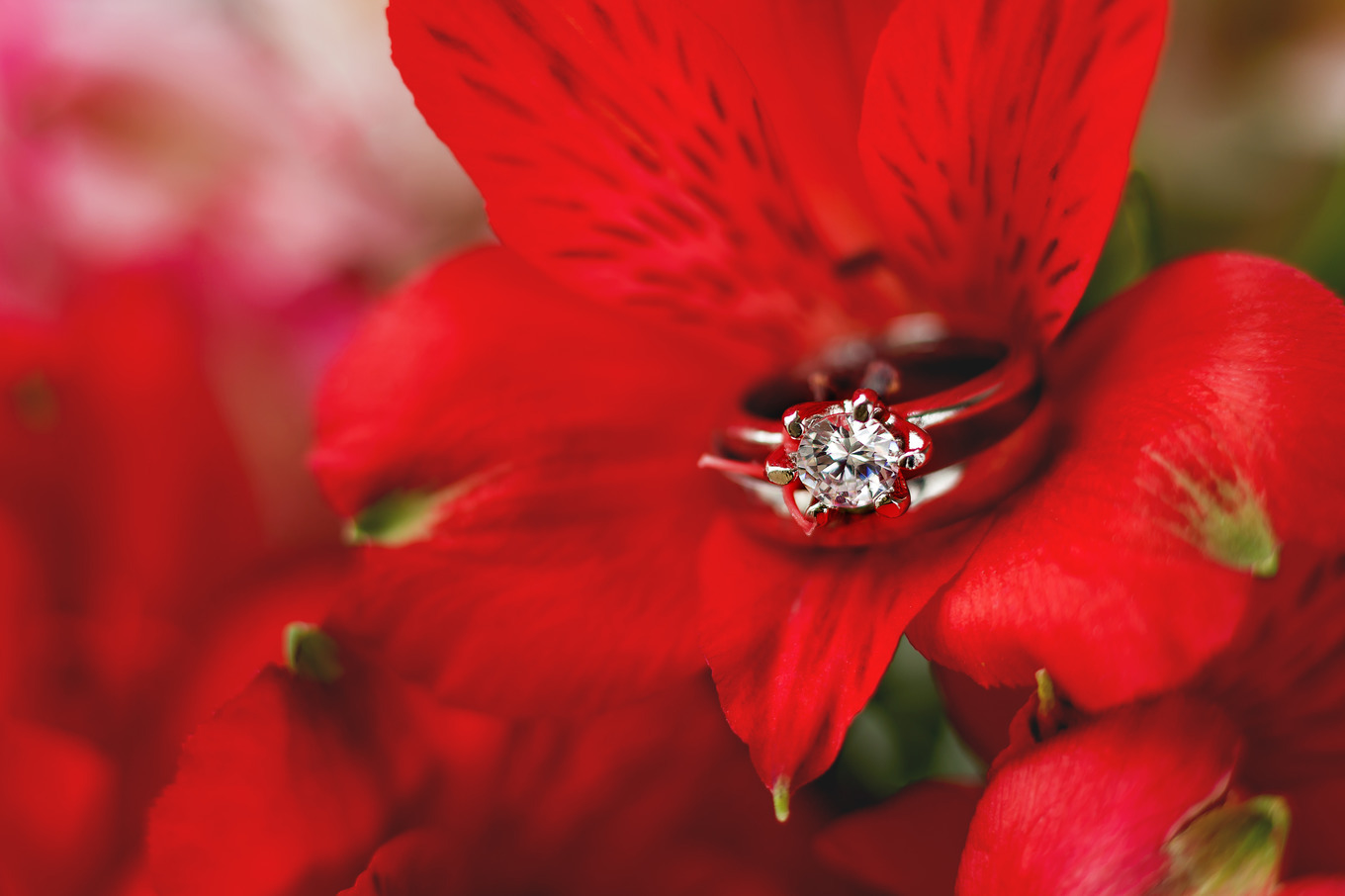 Wedding rings in red flower, a Beauty & Fashion Photo by Aksenov_K