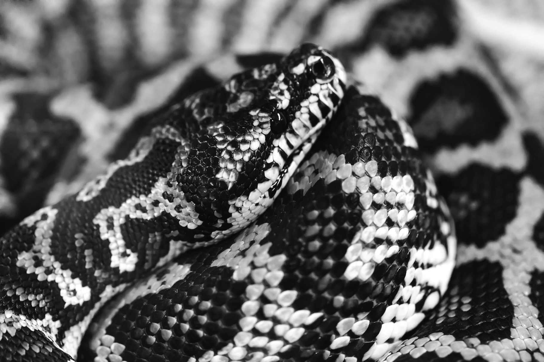 Snake - diamond python in b&w key, an Animal Photo by vmargineanu ...