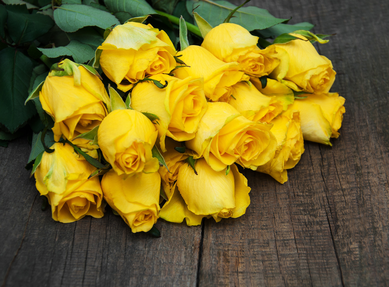 Yellow roses featuring yellow, rose, and roses | Nature Stock Photos ...