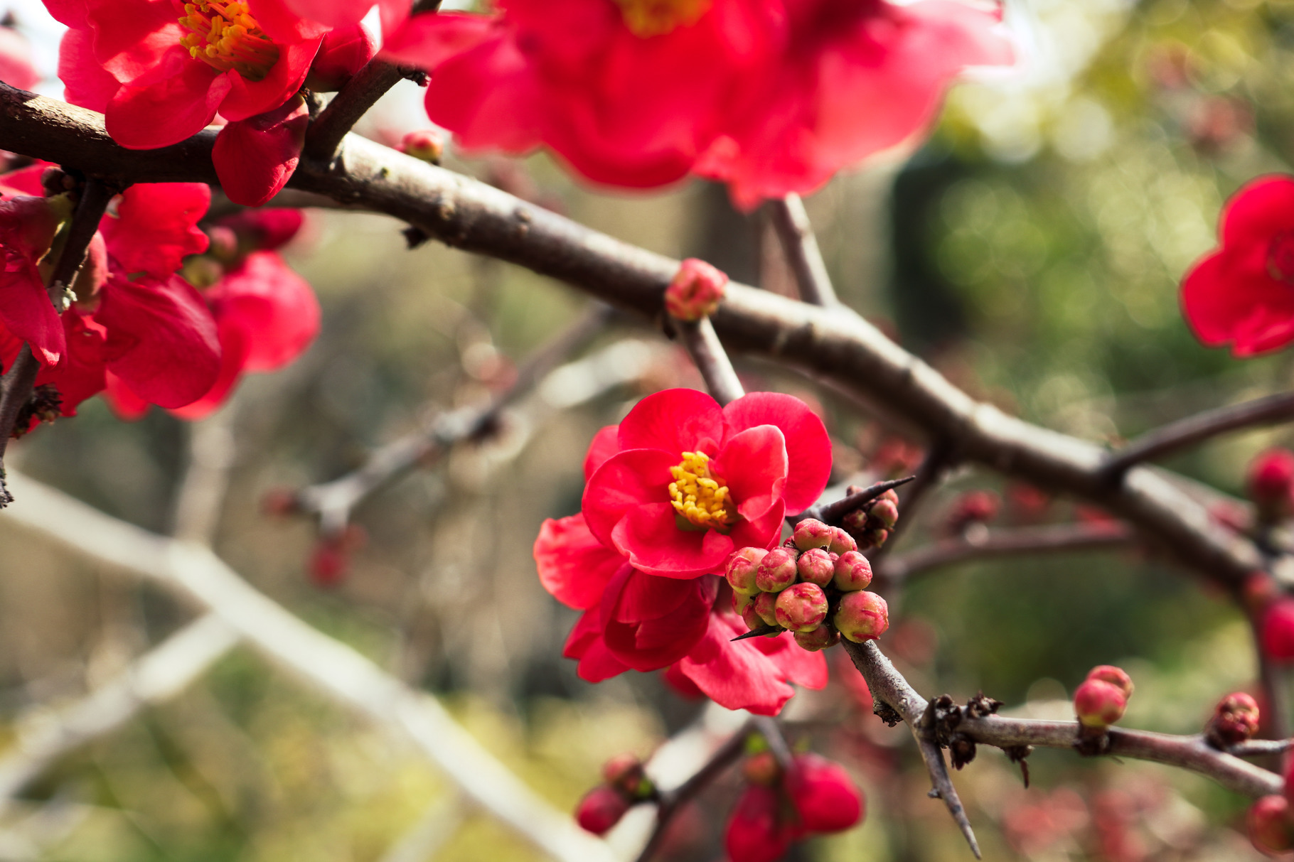 Blooming red/ pink Plum flowers BG, a Nature Photo by Annakaroline