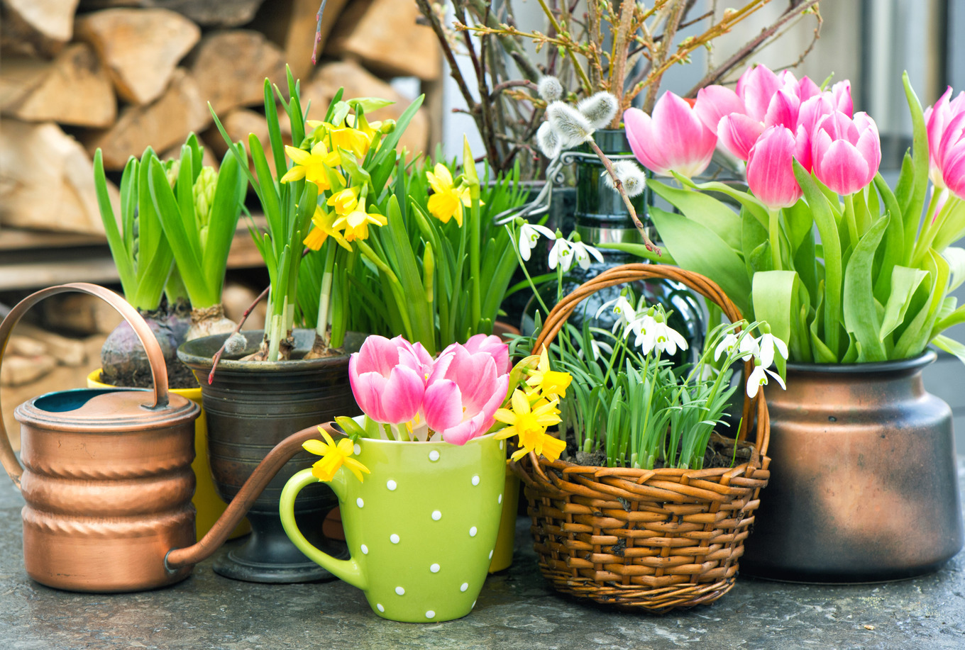 Spring flowers stock photo containing lower and tulips, a Nature Photo ...