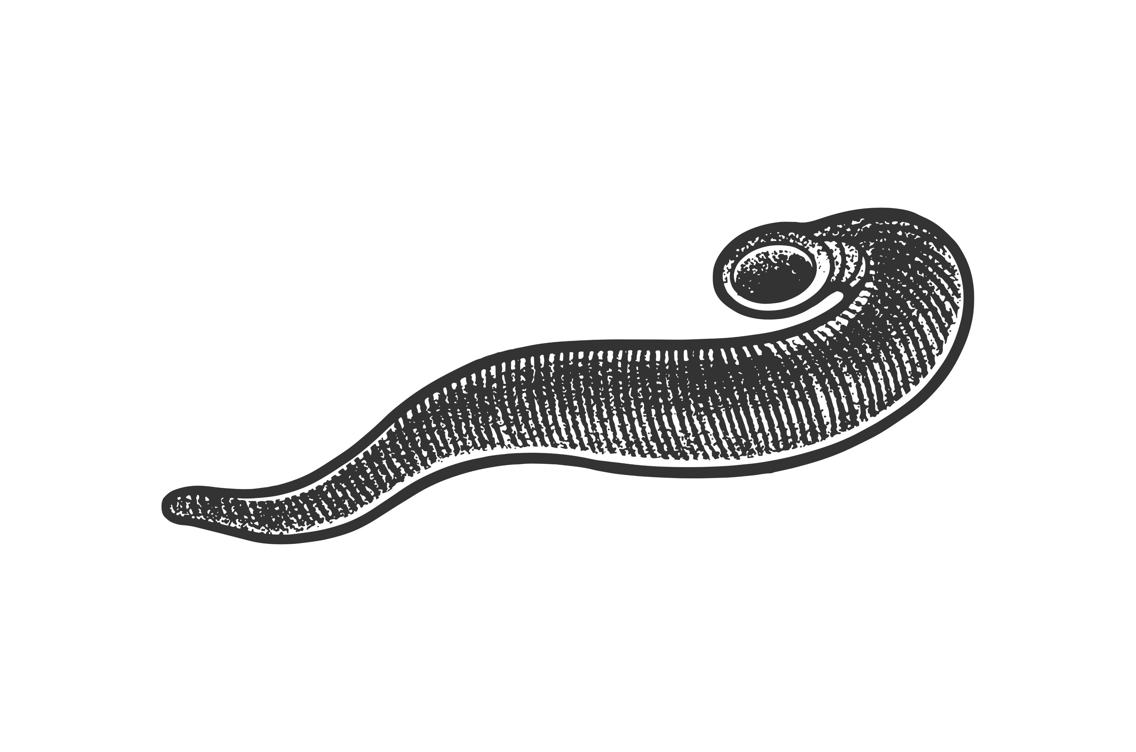 medicinal leech sketch vector, an Animal Illustration by AlexArt ...
