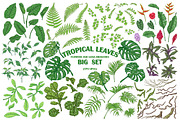 Green Tropic Leaves Set | Decorative Illustrations ~ Creative Market