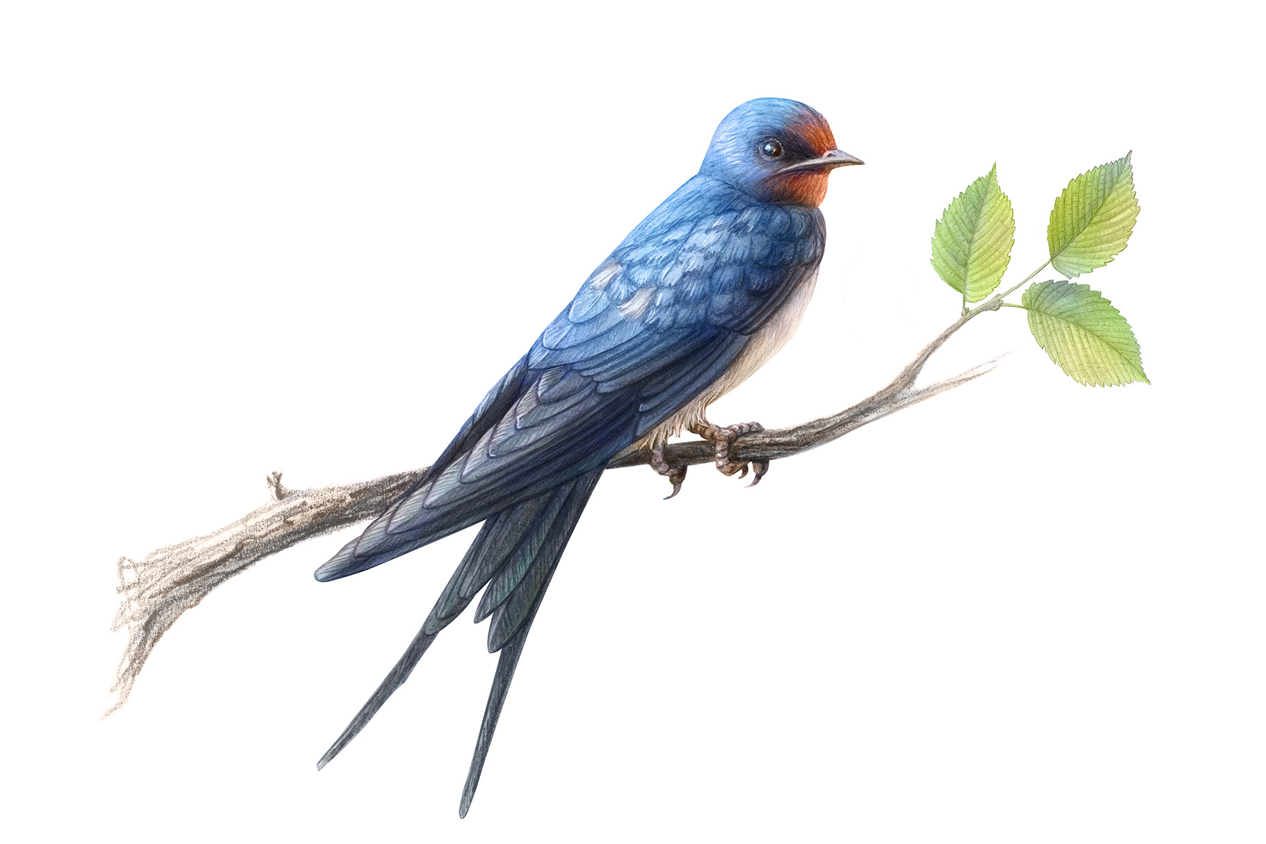 Barn Swallow Pencil Illustration, an Animal Illustration by Anna Repp ...