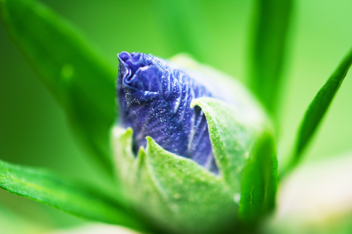 Blue rose of sharon bud featuring social media stock, hero images, and ...
